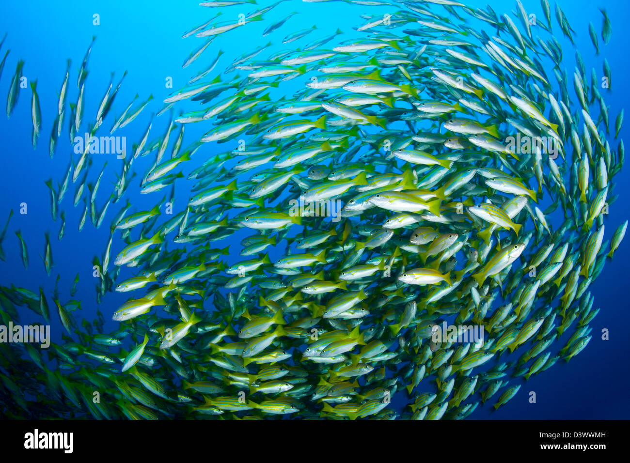 Shoal of Big-eye Snapper and Bluestripe Snapper, Lutjanus lutjanus ...