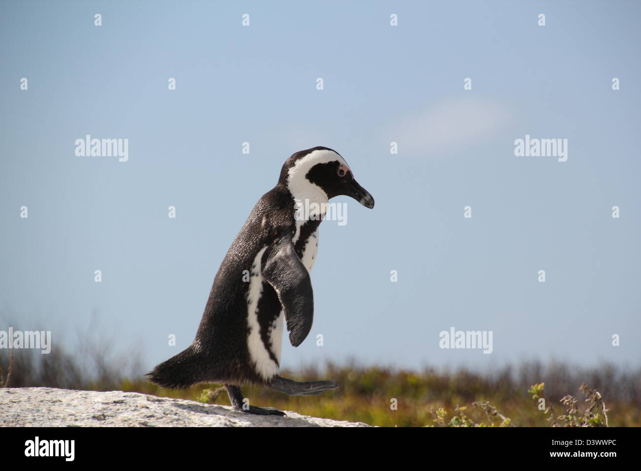 Waddle Little Penguin Stock Photo - Alamy