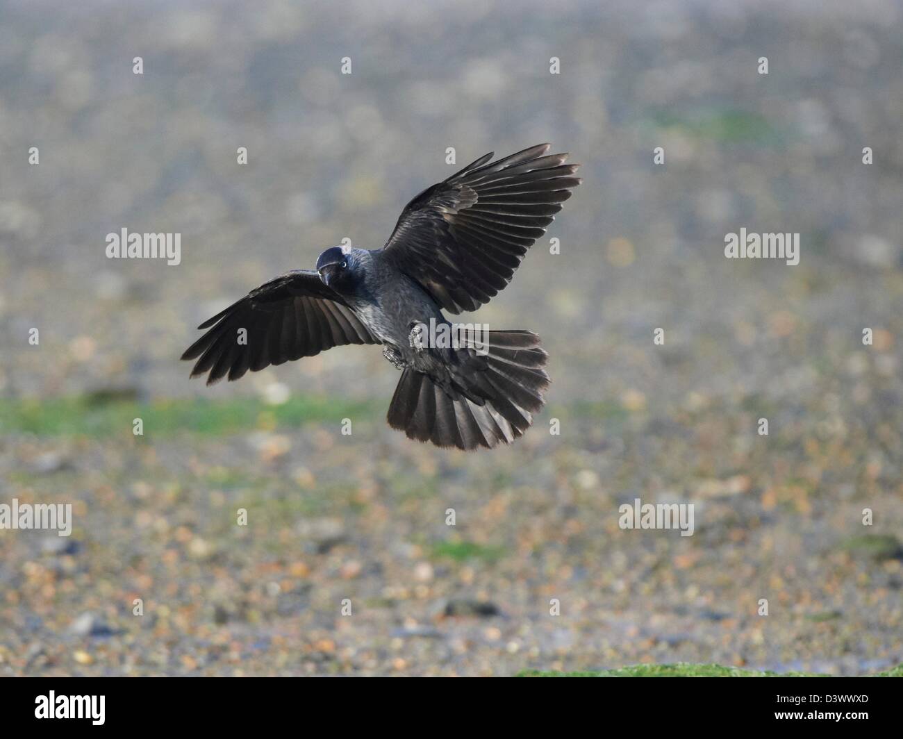 Jackdaw in flight Stock Photo - Alamy