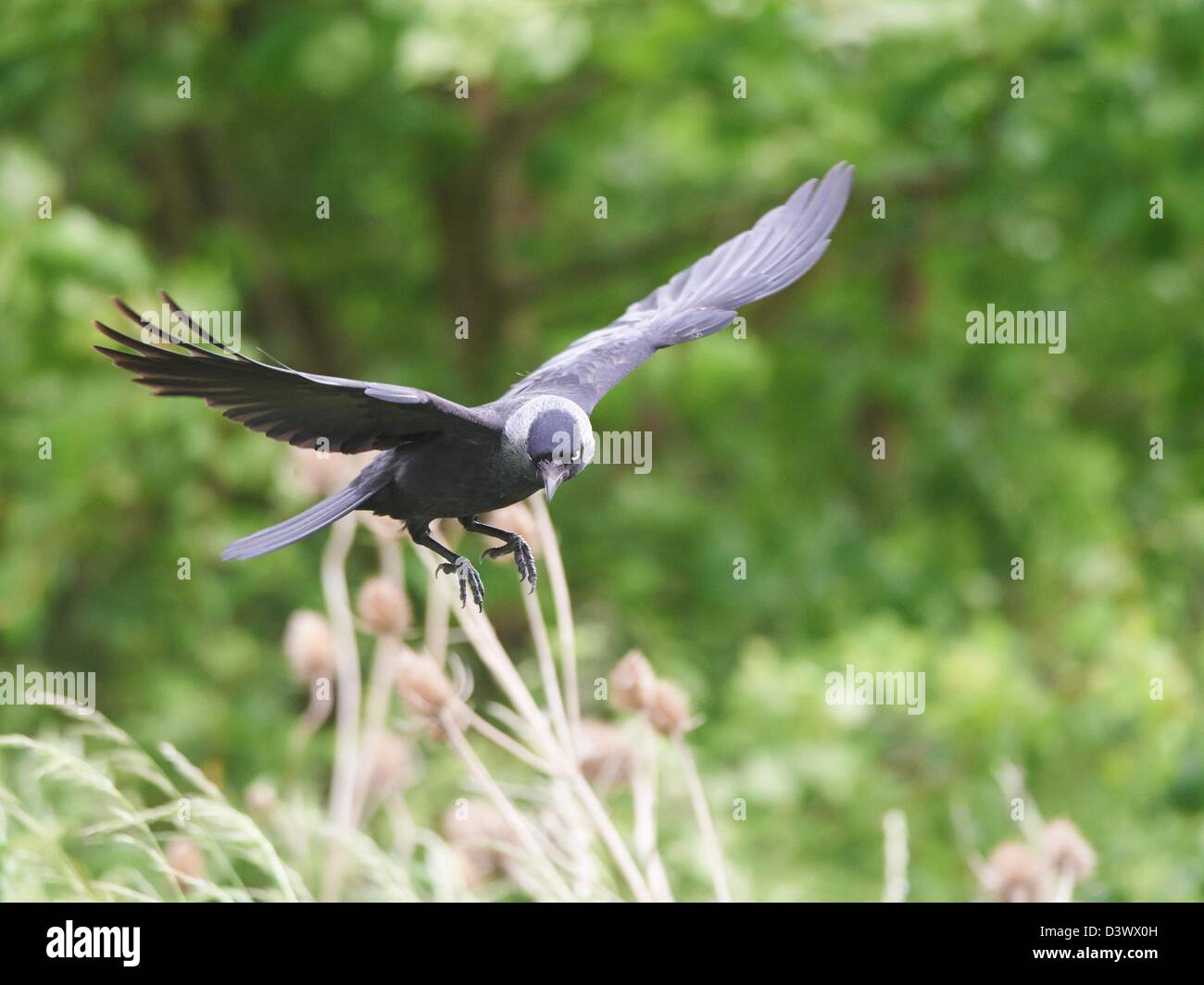 Jackdaw in flight Stock Photo - Alamy