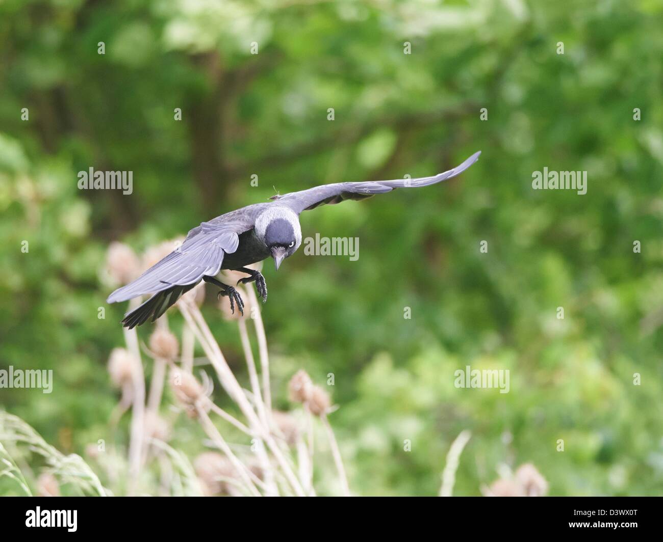 Jackdaw in flight Stock Photo - Alamy