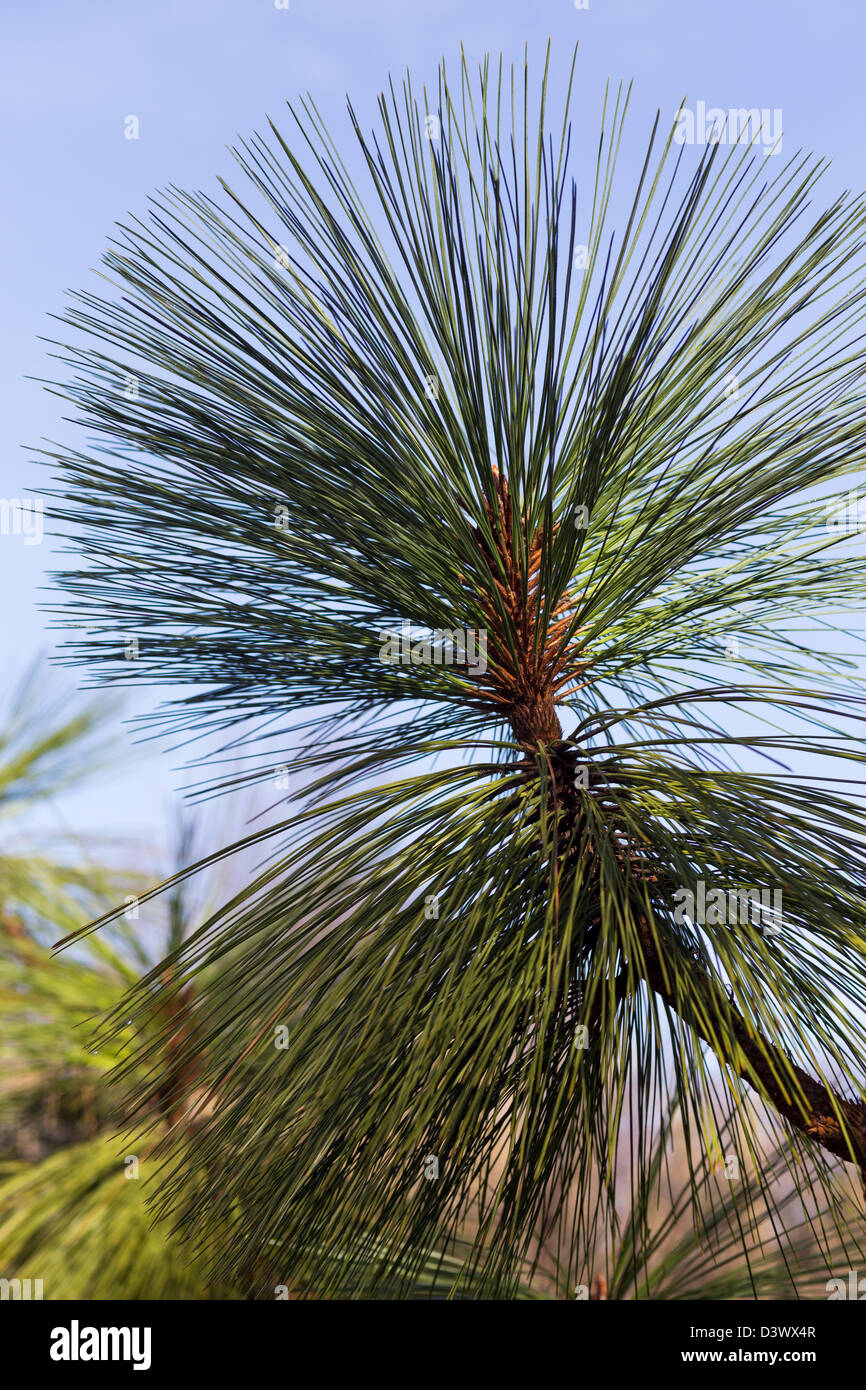 Pinus engelmannii hi-res stock photography and images - Alamy