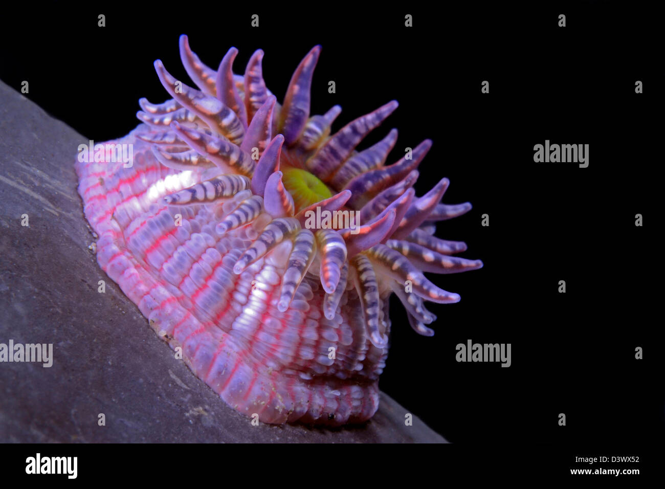 Aulactinia verrucosa hi-res stock photography and images - Alamy
