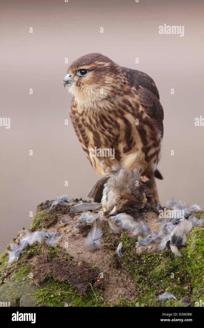Merlin (Falco columbarius) first year male, plucking male house sparrow ...