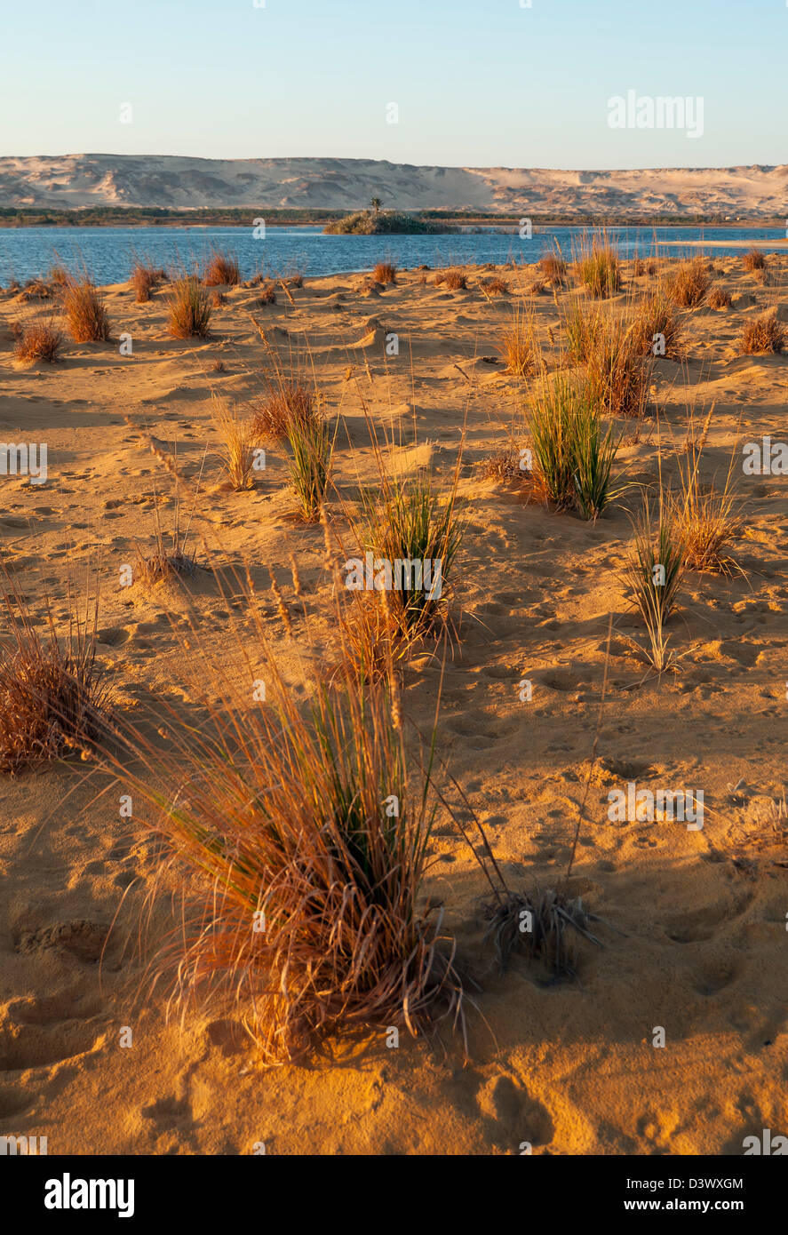 El marun hi-res stock photography and images - Alamy