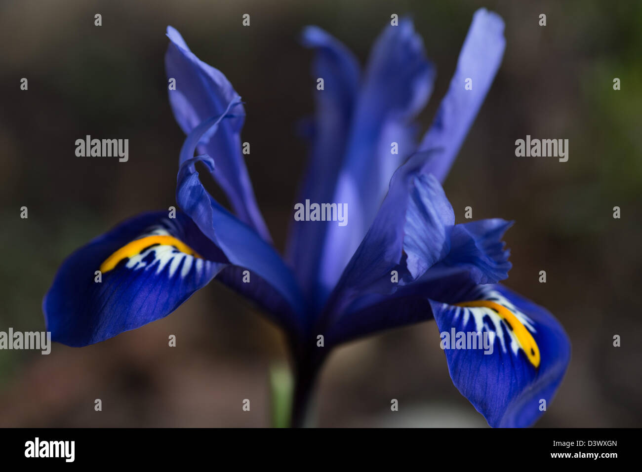 Iris Reticulata, small early flowering Iris, February 2013 Stock Photo ...