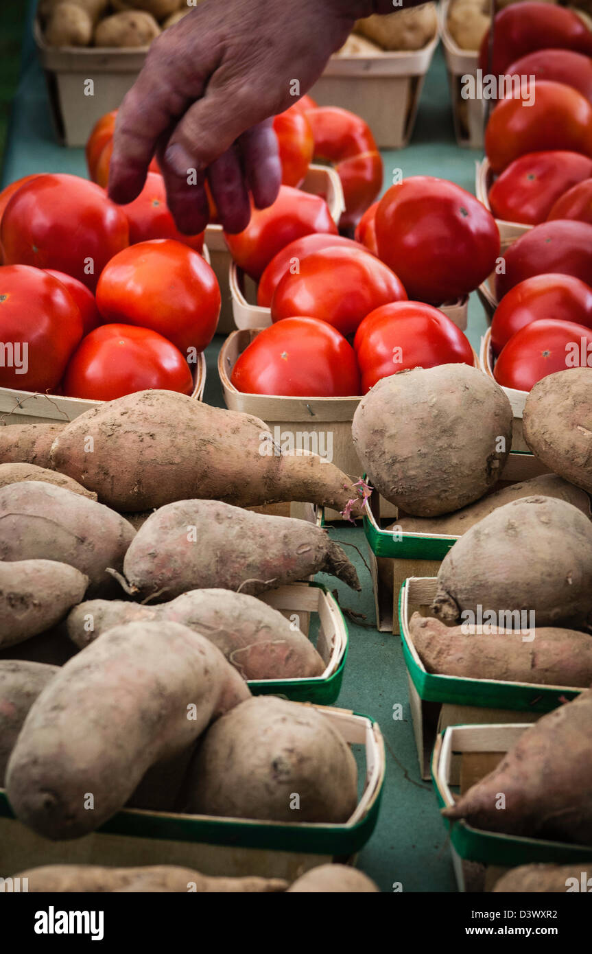 Fresh hand picked vegetables, fruit. Tomatoes, potatoes Stock Photo - Alamy