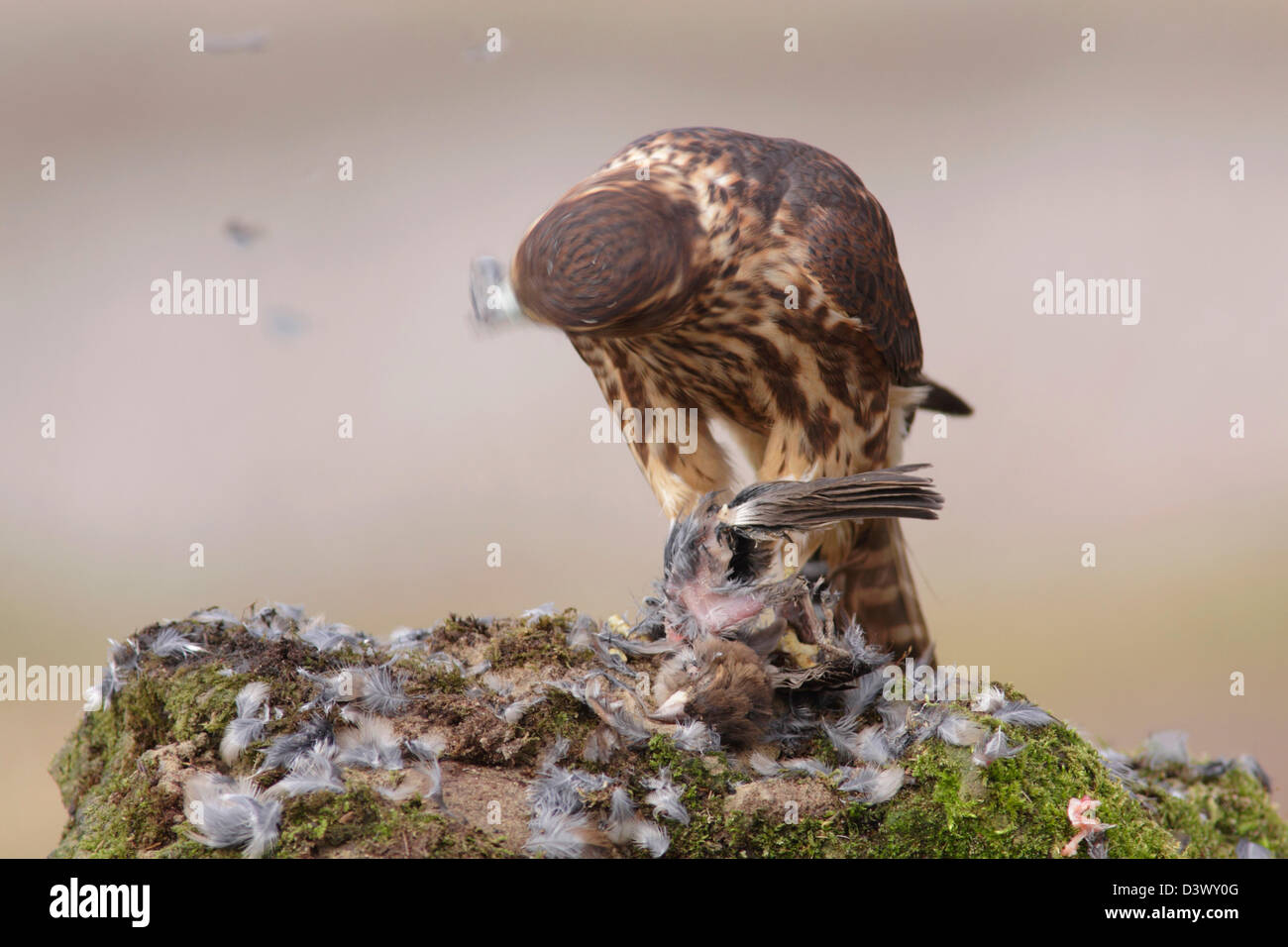 Merlin bird flying hi-res stock photography and images - Alamy