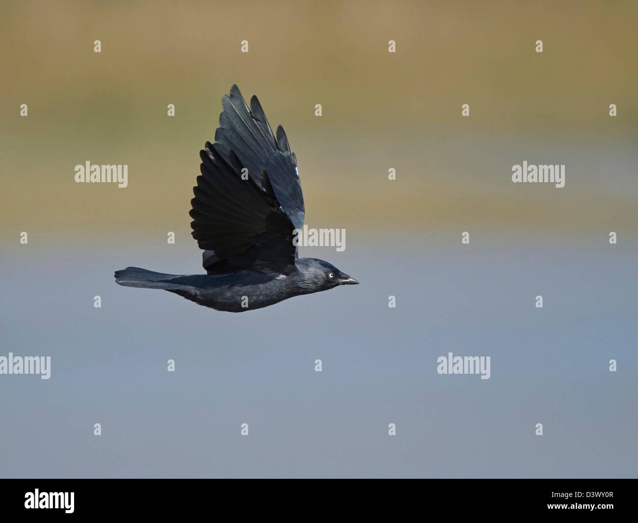 Jackdaw in flight Stock Photo - Alamy