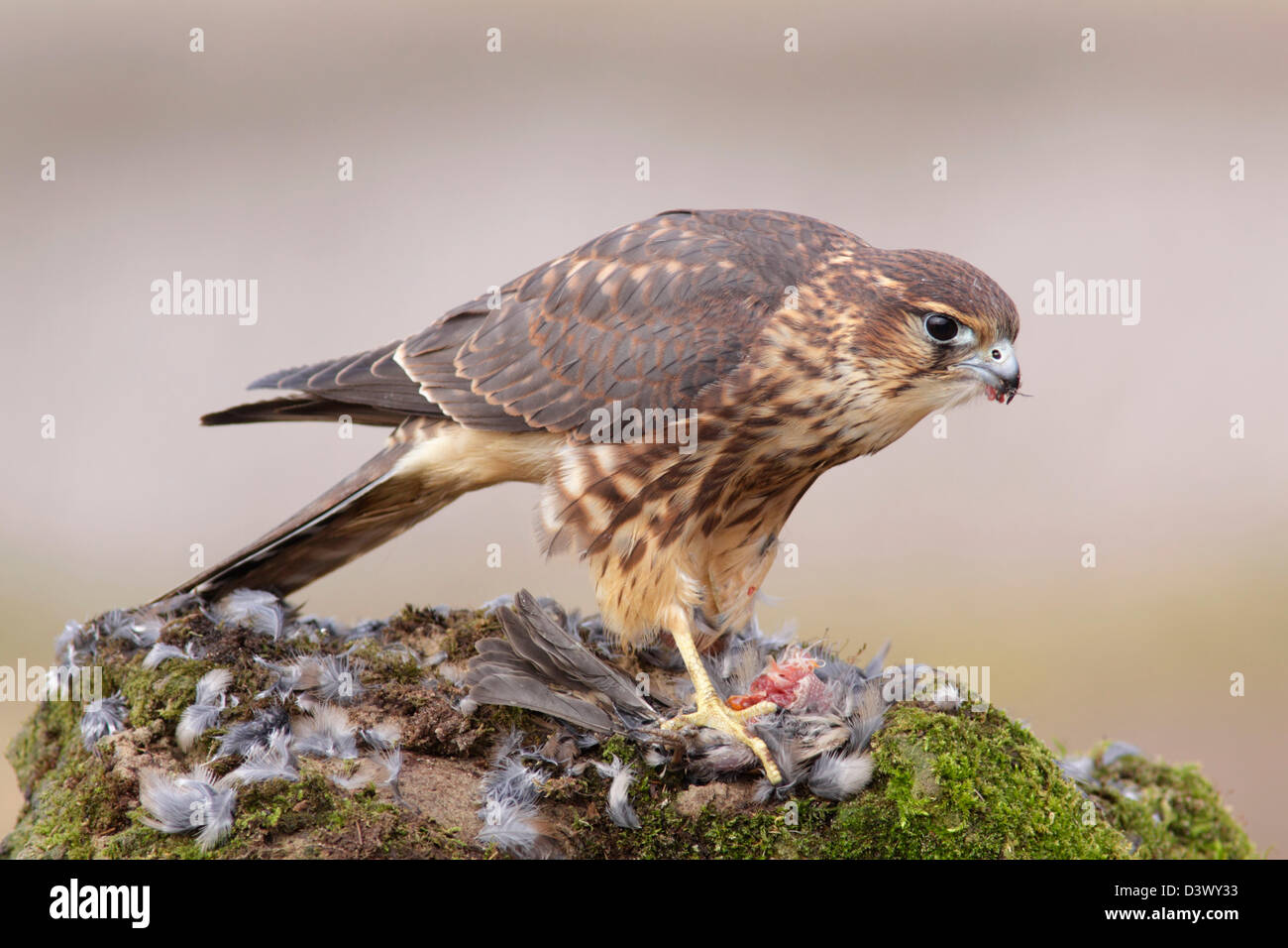 Merlin (Falco columbarius) first year male, plucking male house sparrow ...