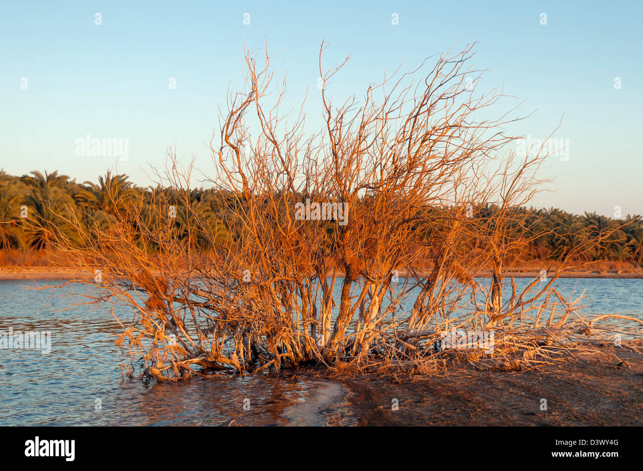 El marun hi-res stock photography and images - Alamy