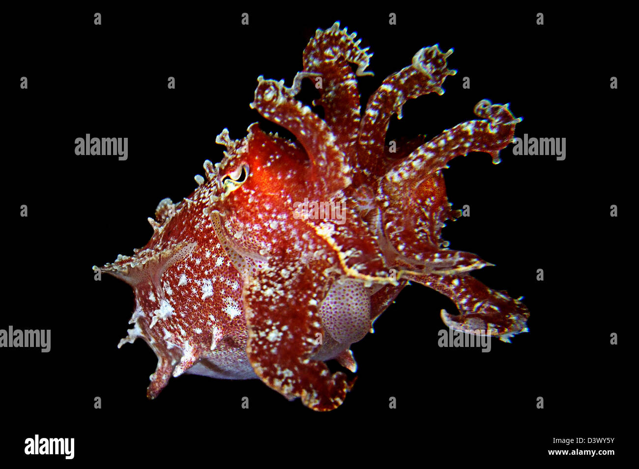 Juvenile Cuttlefish, Sepiidae, Malapascua, Philippines Stock Photo - Alamy