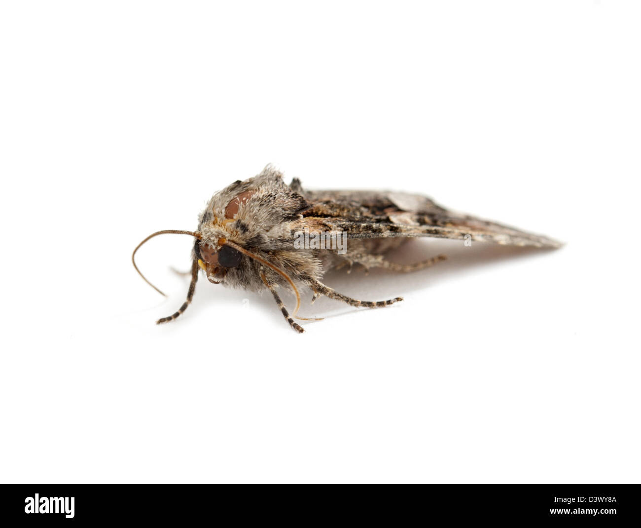 A close-up of moth isolated on a white background Stock Photo - Alamy
