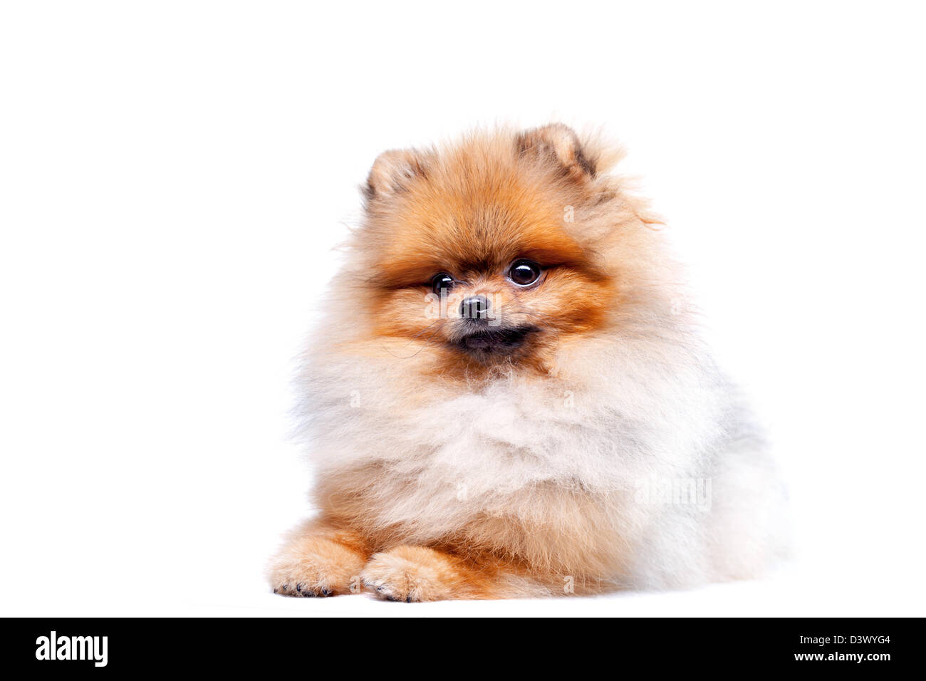 Old miniature spitz hi-res stock photography and images - Alamy
