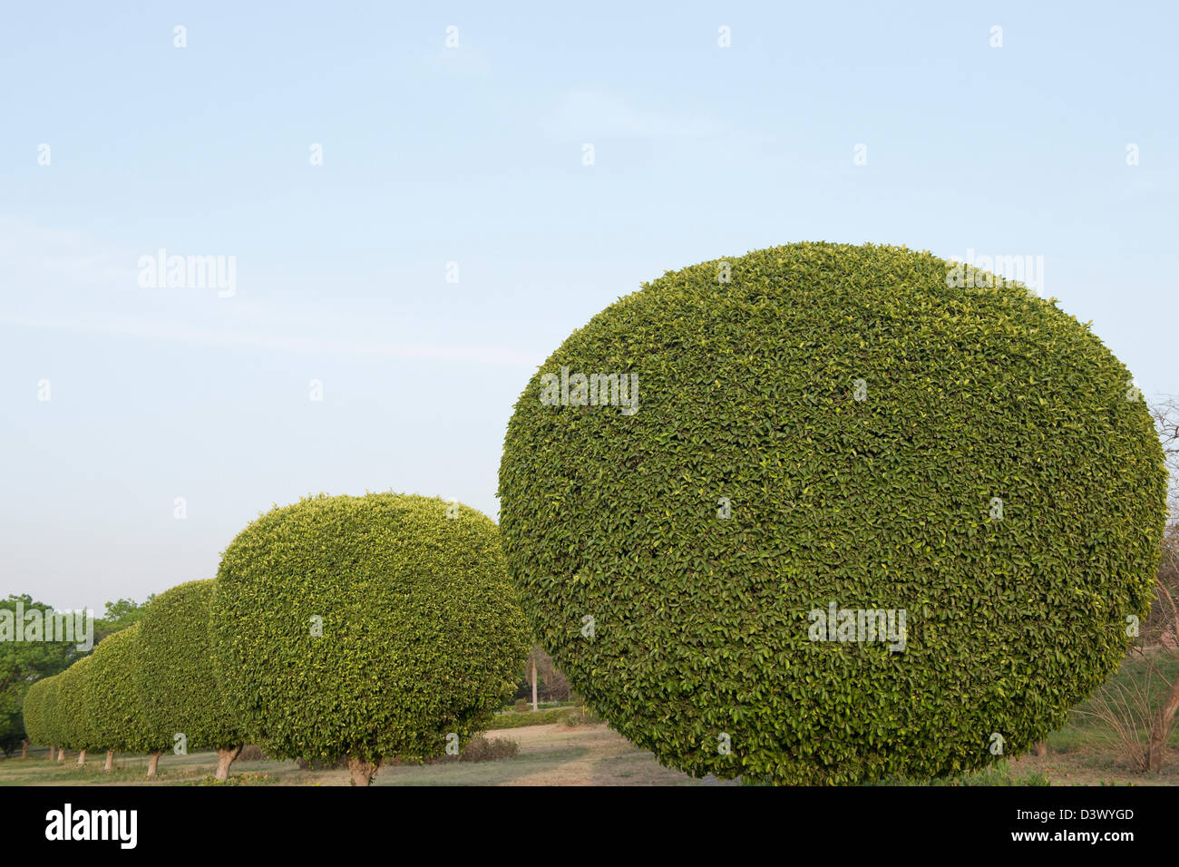 Ornamental trees in a garden, Lotus Temple, New Delhi, India Stock ...