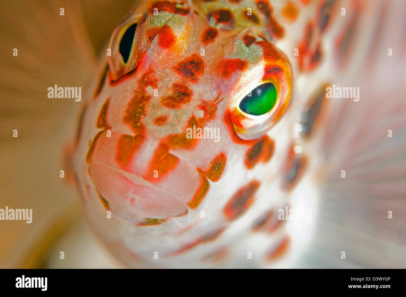 Pixy Hawkfish High Resolution Stock Photography and Images - Alamy