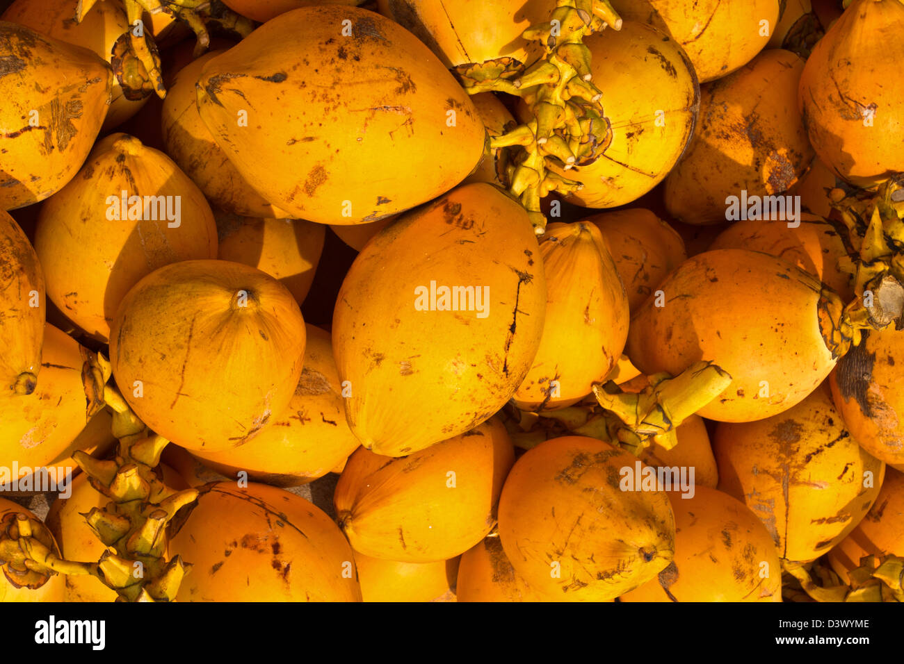 KING COCONUTS IN SRI LANKA CONTAIN A WATERY MILK FOR DRINKING AND OFFER ...