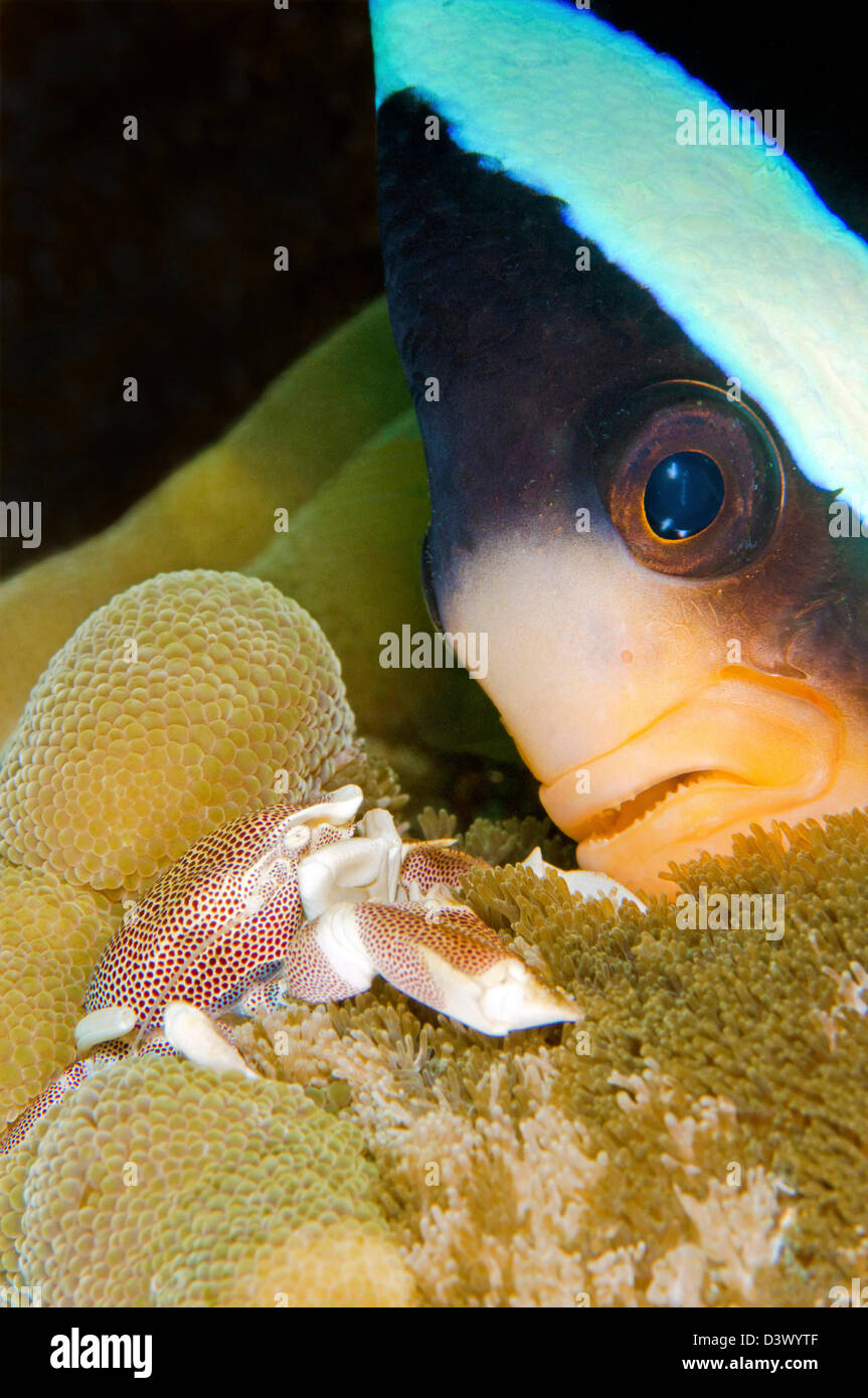 Nemo reef andaman hi-res stock photography and images - Alamy