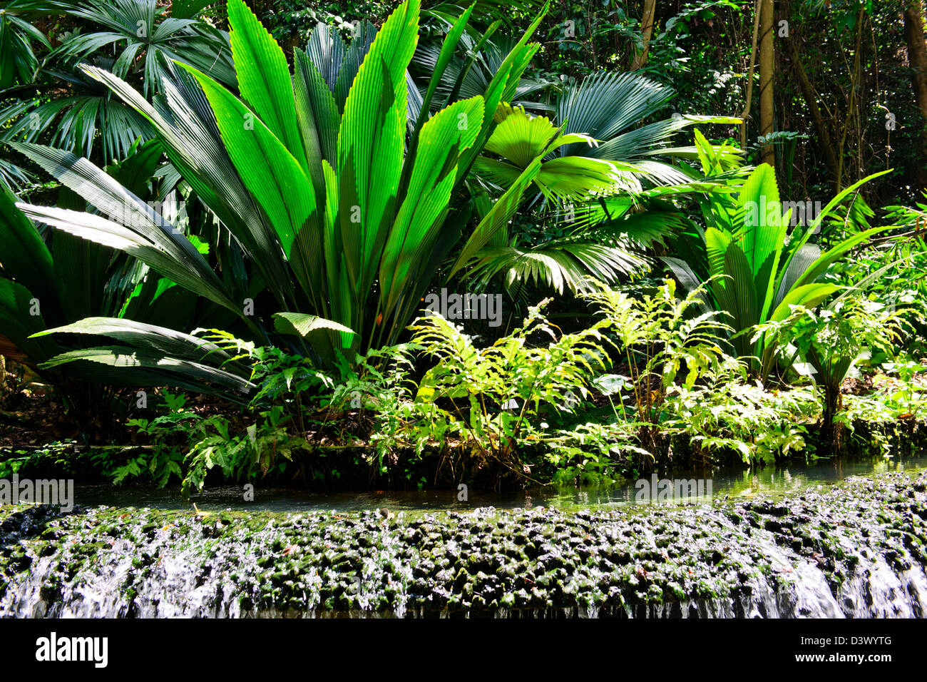 Singapore Botanical Garden1 degree Nth of the equator has 10,000 ...
