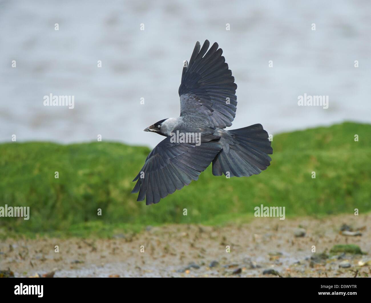 Jackdaw in flight Stock Photo - Alamy