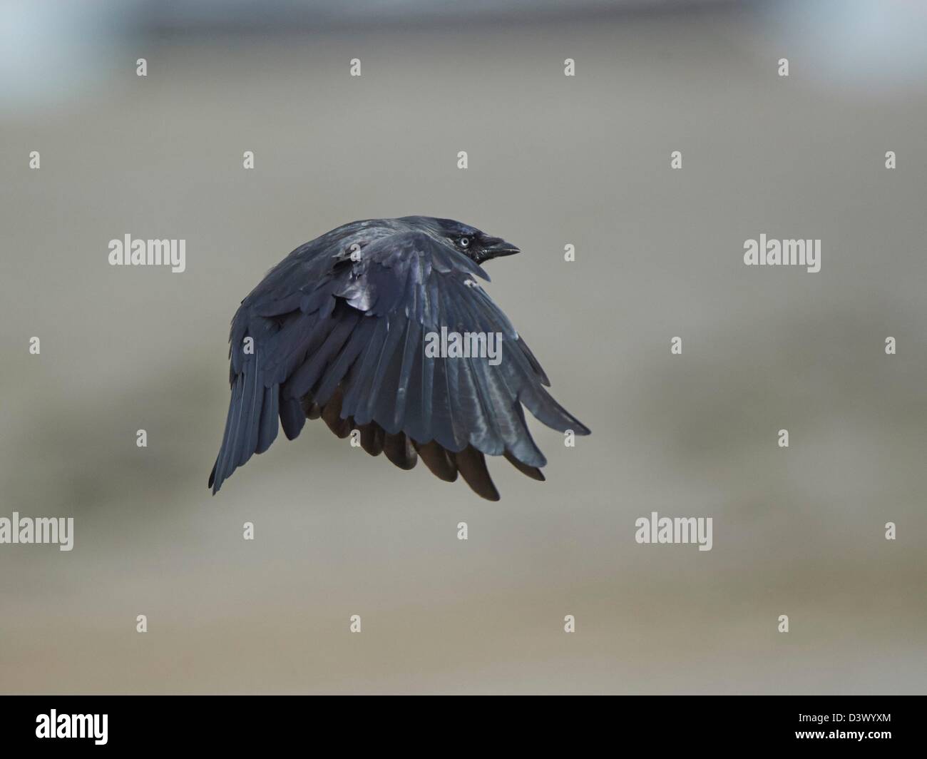 Jackdaw in flight Stock Photo - Alamy