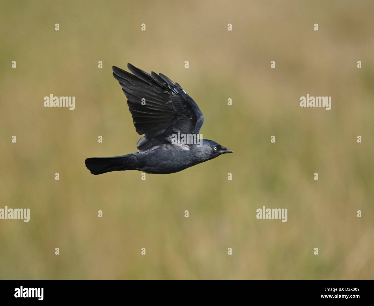 Jackdaw in flight Stock Photo - Alamy