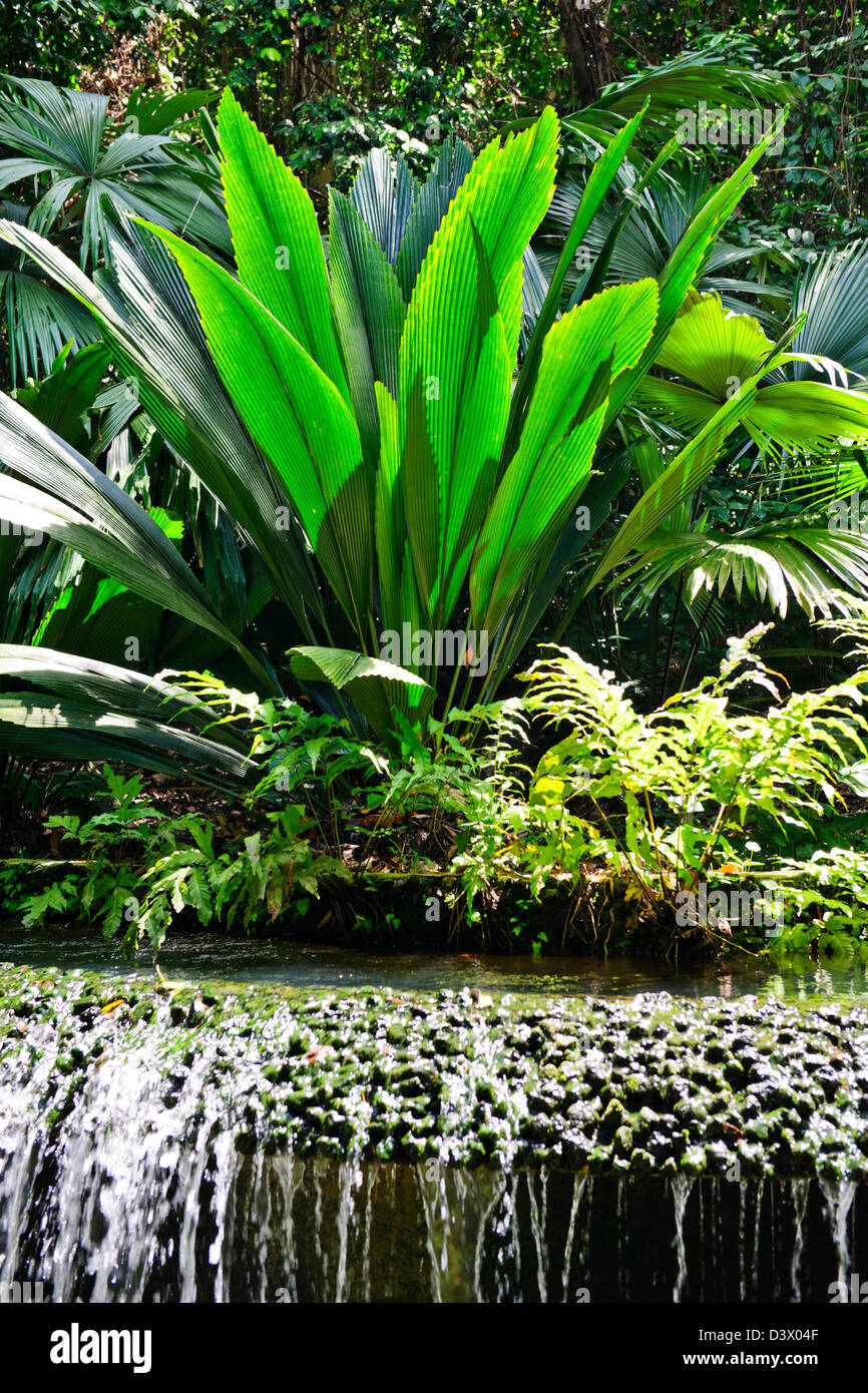 Singapore Botanical Garden1 degree Nth of the equator has 10,000 ...