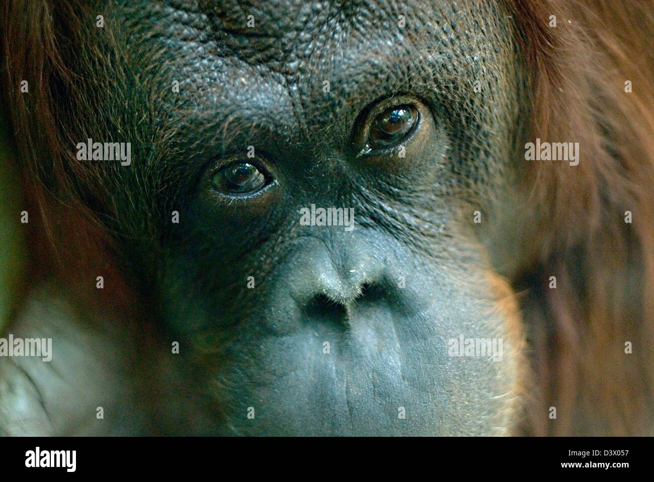 Orange Utang High Resolution Stock Photography and Images - Alamy