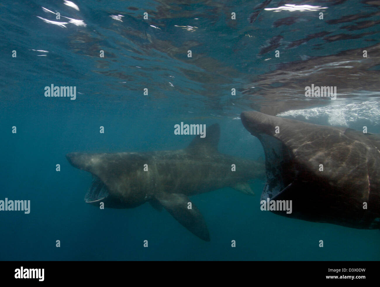Diving with basking sharks uk hi-res stock photography and images - Alamy