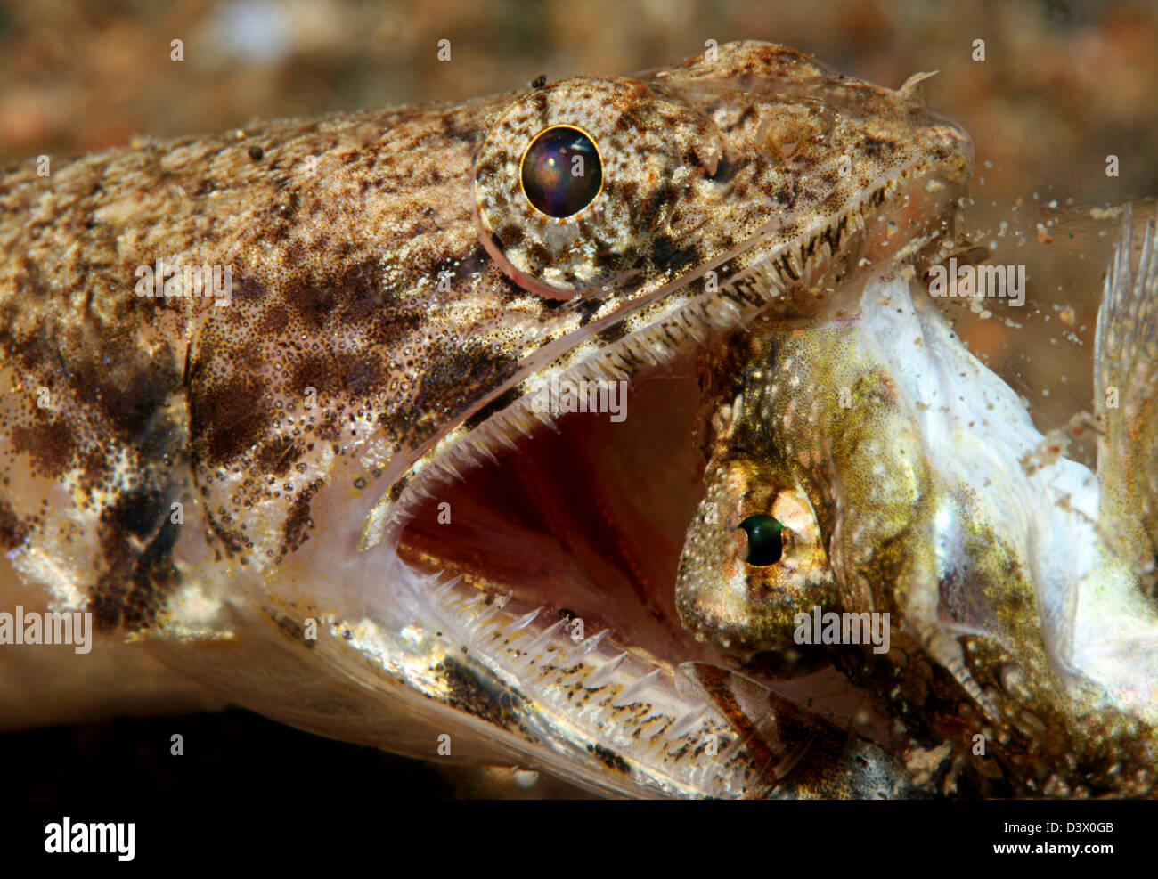 Reef lizardfishes hi-res stock photography and images - Alamy