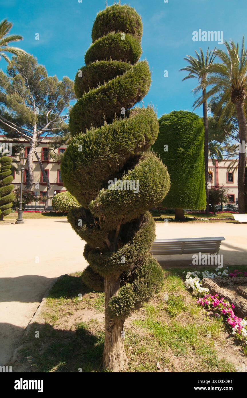 Spiral conifer and palm trees and in Cadiz park Stock Photo - Alamy