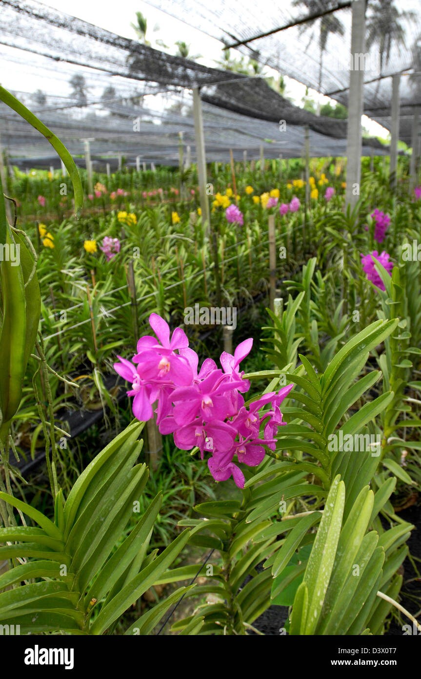Orchid farm bangkok hi-res stock photography and images - Alamy