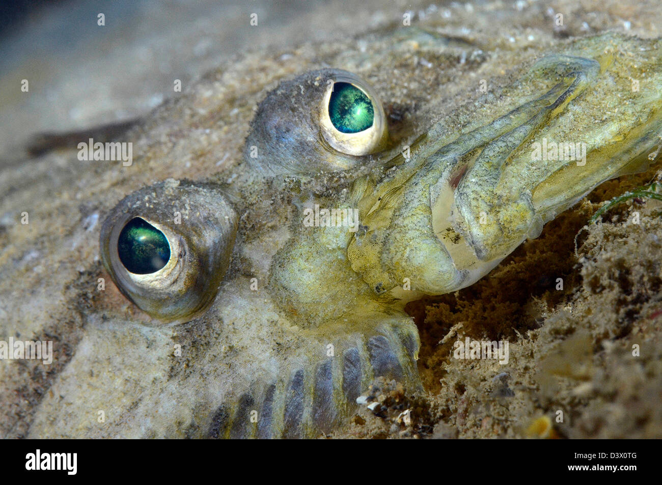 Topknot flatfish hi-res stock photography and images - Alamy