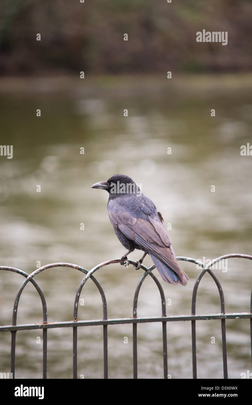 Crow cut out hi-res stock photography and images - Alamy