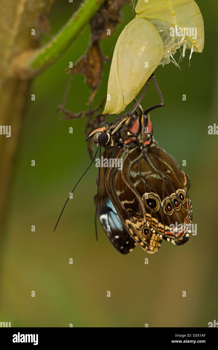 Blue Morpho (Morpho peleides) , tropical rainforest, Costa Rica, adult ...