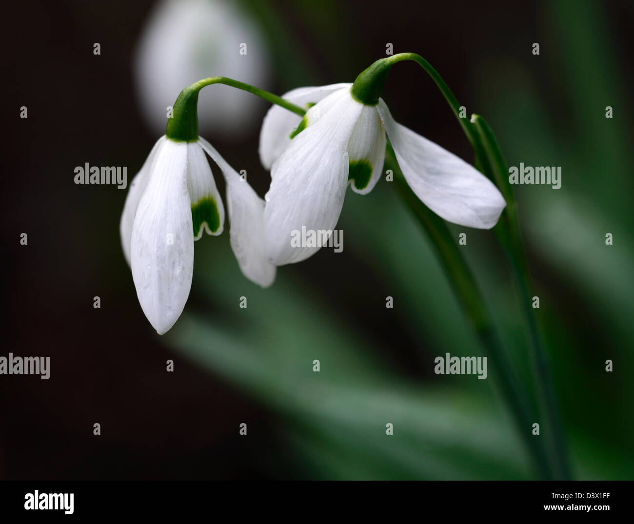 galanthus ophelia snowdrop snowdrops winter closeup plant portraits ...