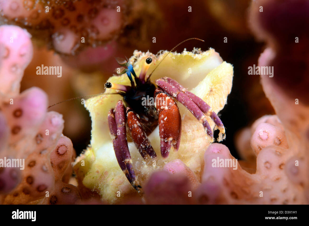 Dardanus Sp High Resolution Stock Photography and Images - Alamy