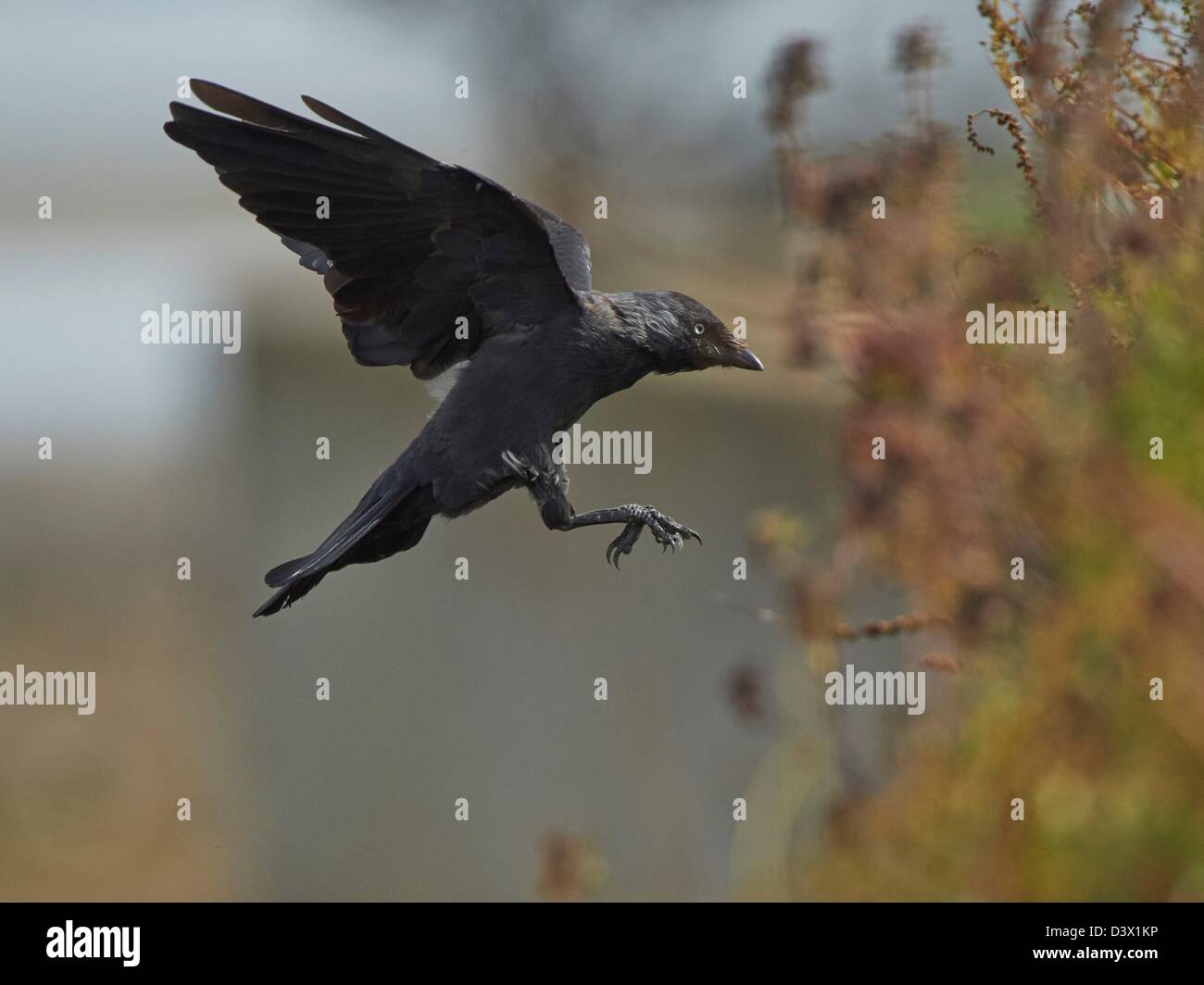 Jackdaw in flight Stock Photo - Alamy