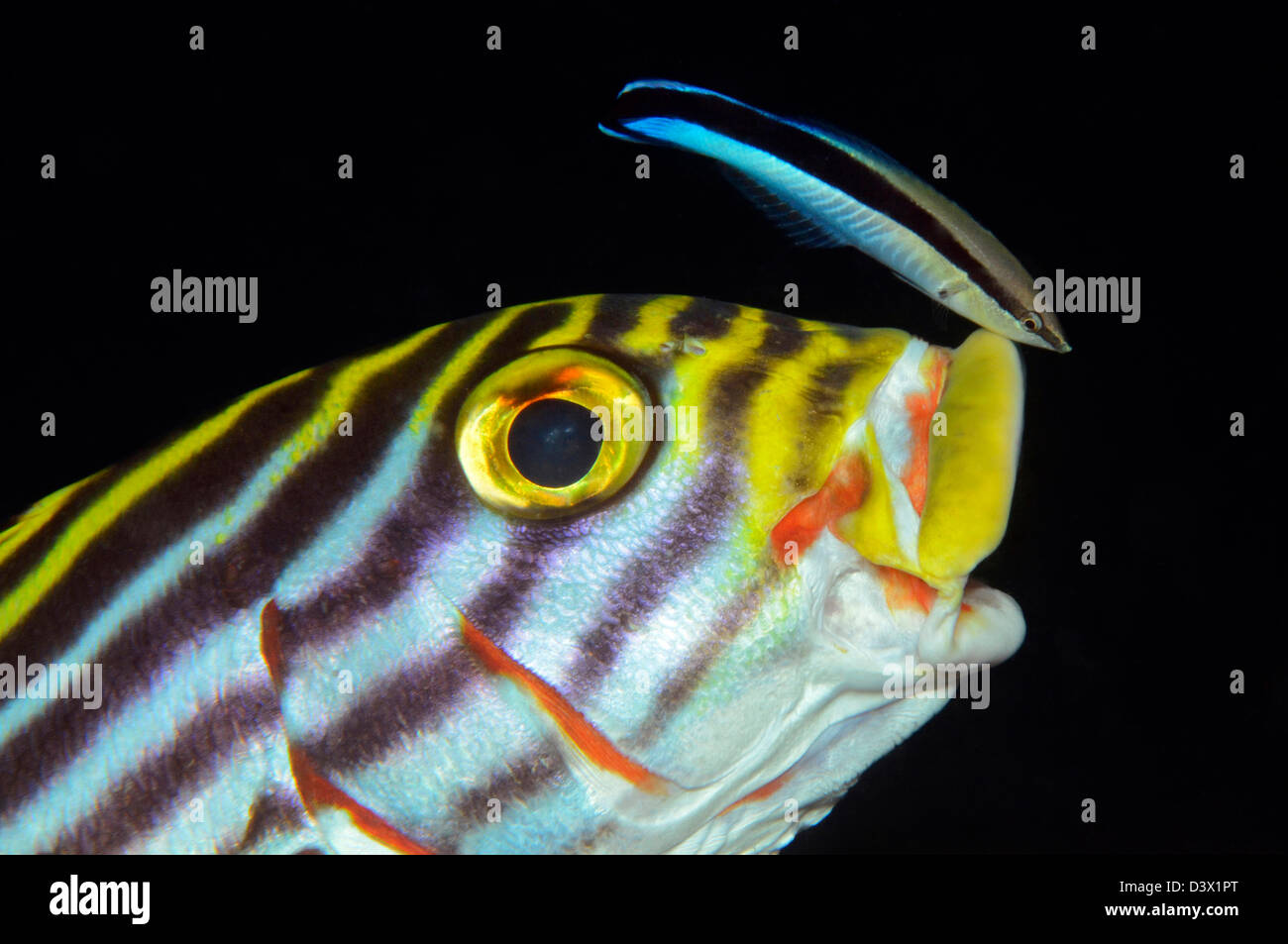 Wrasse thailand High Resolution Stock Photography and Images - Alamy