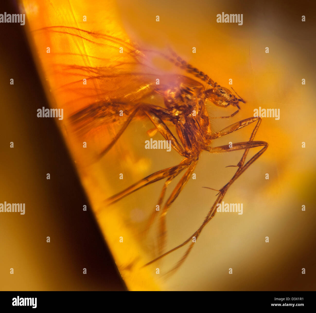 Miocene amber insects hi-res stock photography and images - Alamy