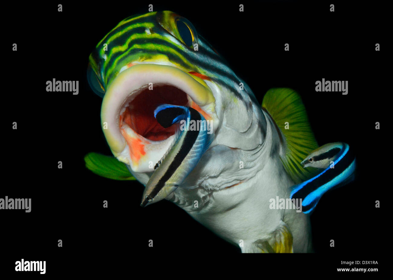 Wrasse thailand hi-res stock photography and images - Alamy