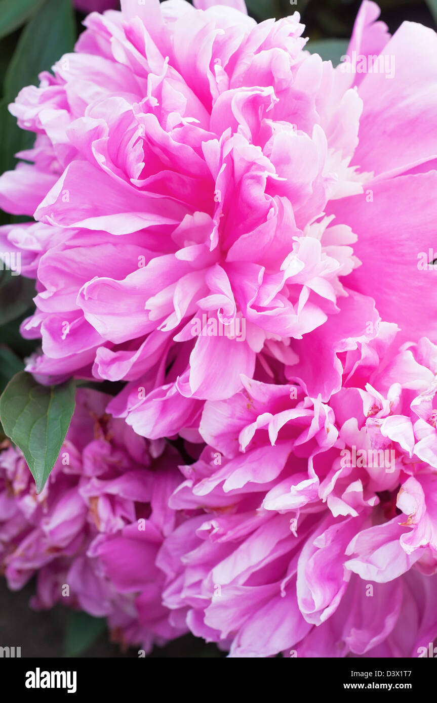 Beautiful spring peony flowers hi-res stock photography and images - Alamy