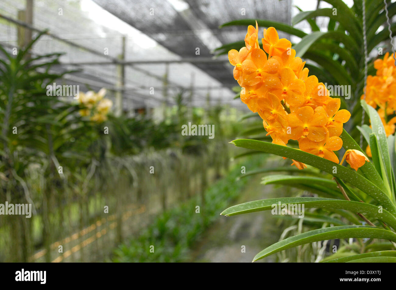Orchid farm bangkok hi-res stock photography and images - Alamy