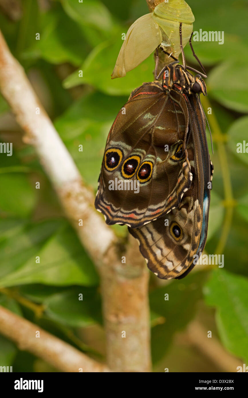 Blue morpho butterfly chrysalis hi-res stock photography and images - Alamy