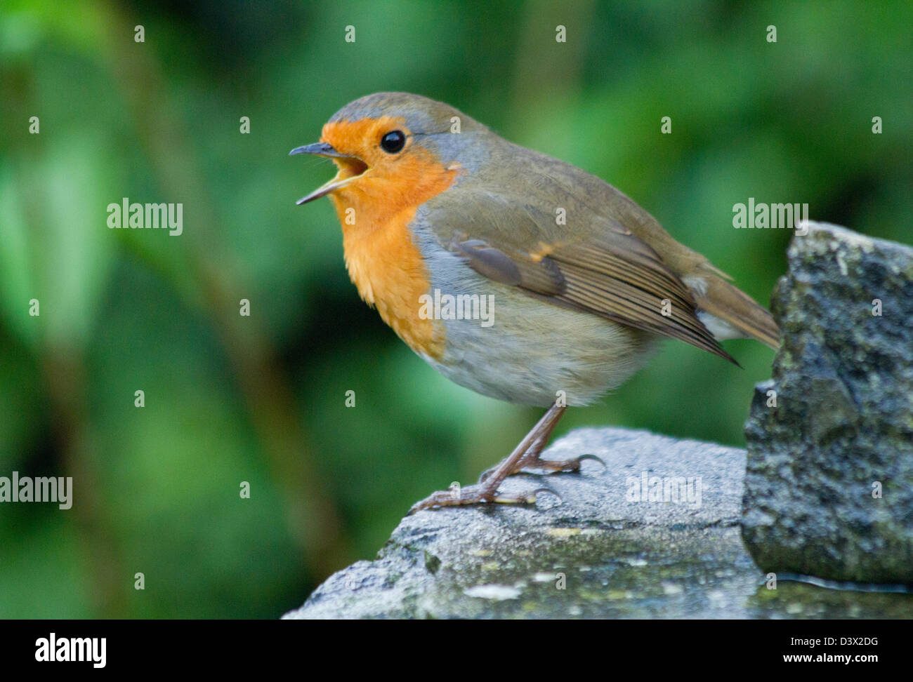 Robin singing beak open hi-res stock photography and images - Alamy