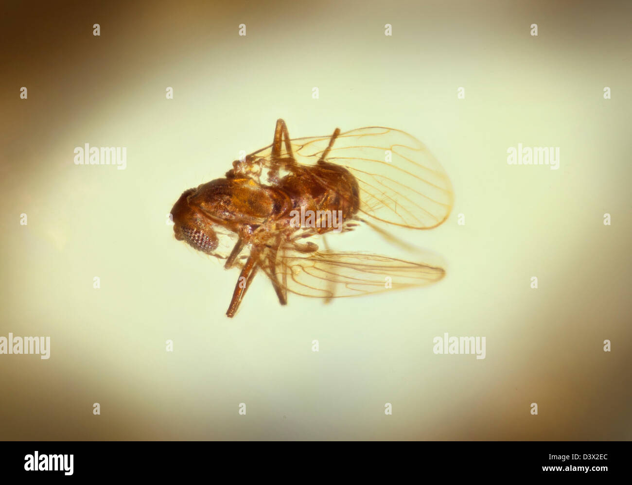 Miocene amber insects hi-res stock photography and images - Alamy