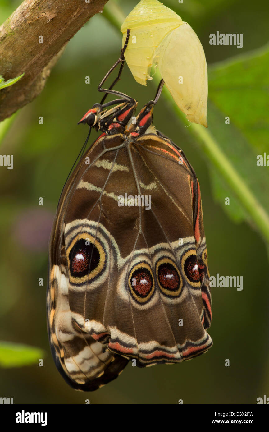Blue Morpho (Morpho peleides) , tropical rainforest, Costa Rica, adult ...