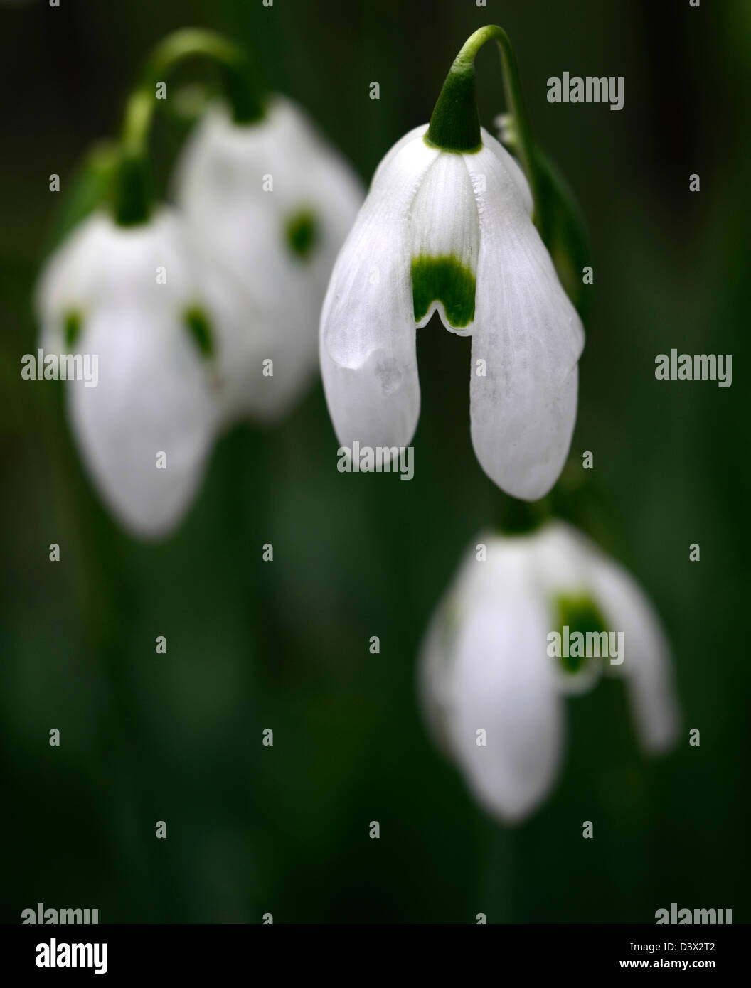 Galanthus Dionysius snowdrop snowdrops winter closeup plant portraits ...