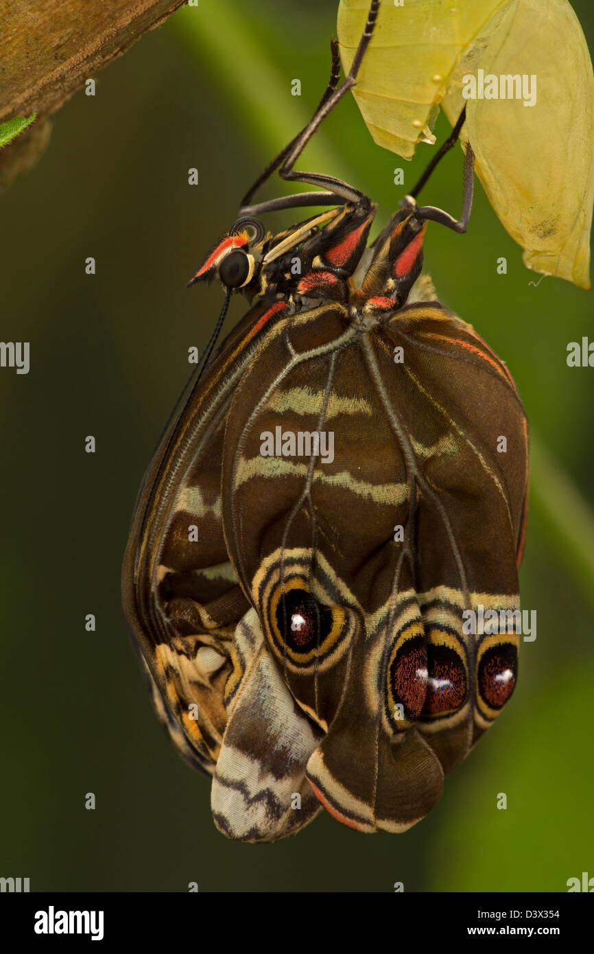 Blue Morpho (Morpho peleides) , tropical rainforest, Costa Rica, adult ...