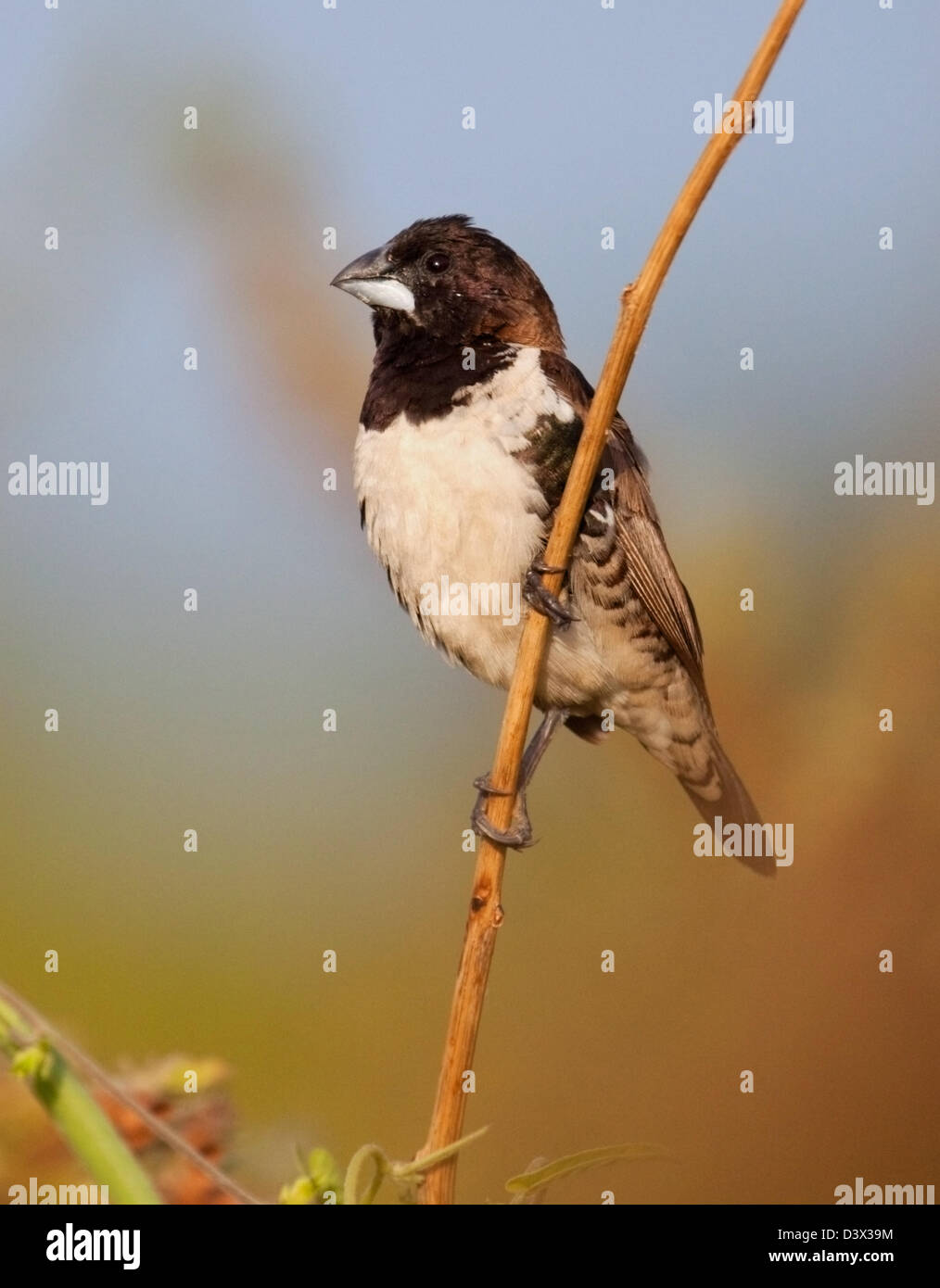 Bronze mannikin hi-res stock photography and images - Alamy
